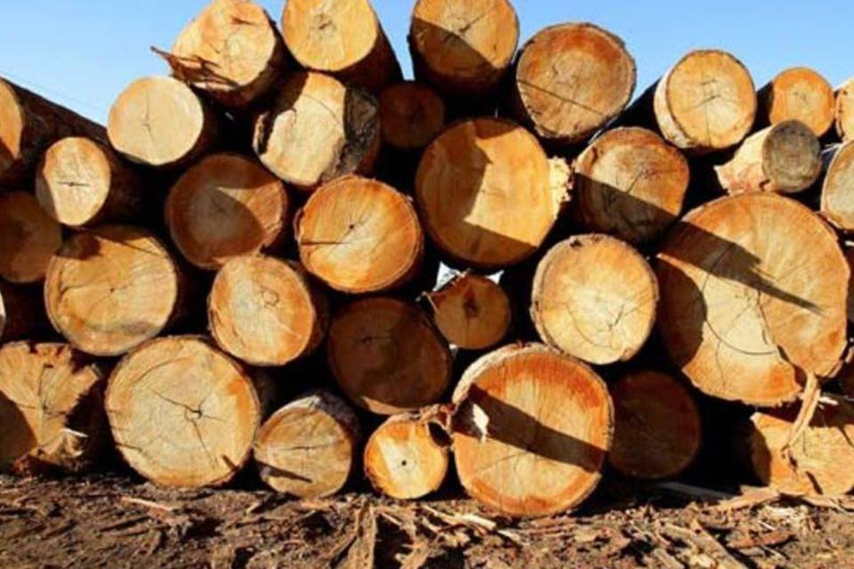 SAFI TIMBER: O CASO DOS 111 CONTENTORES, AS ACUSAÇÕES DE CORRUPÇÃO E A ...
